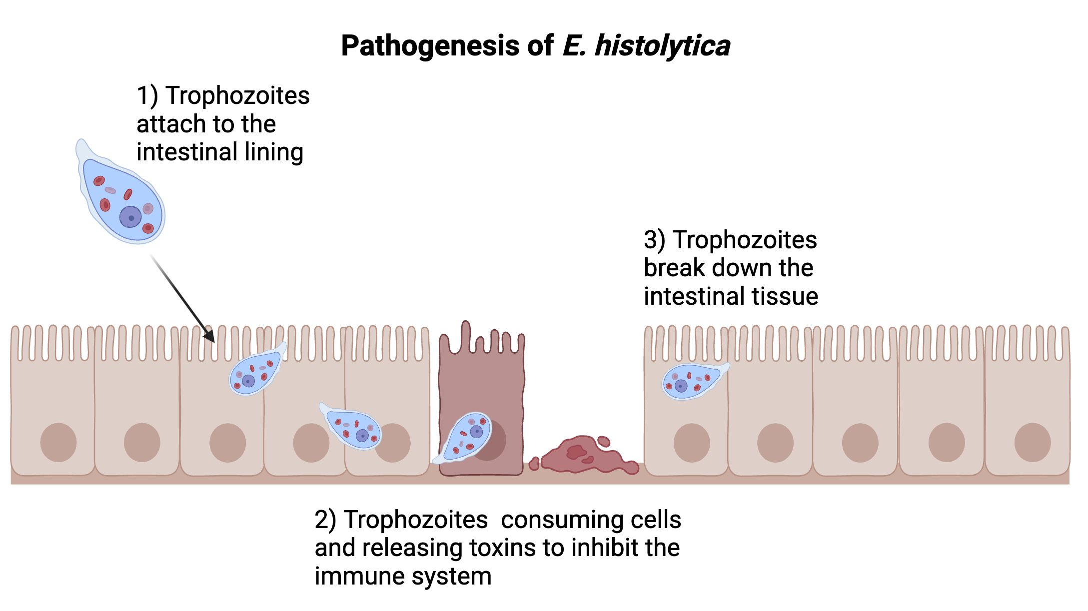 Amoebiasis, amoebic dysentery, amebiasis, or entamoebiasis: different ...