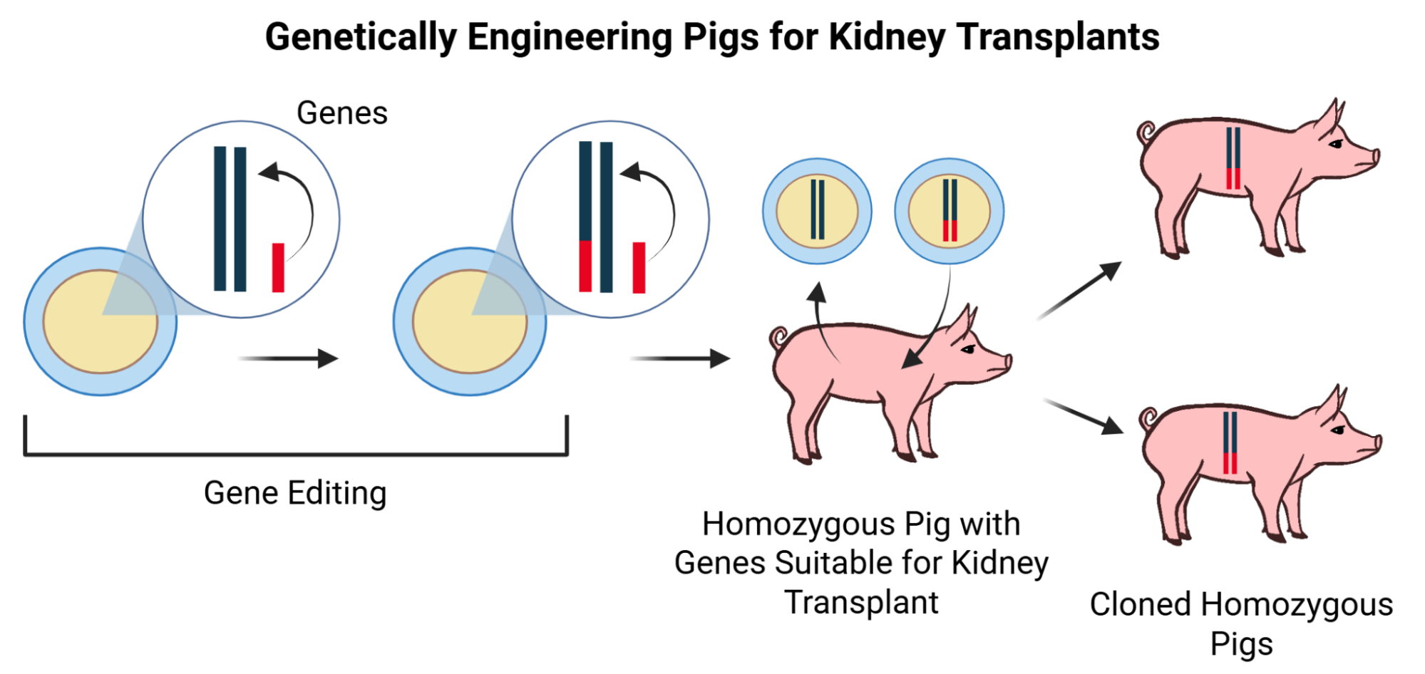 Adapted Pig Kidneys for Xenotransplantation Clinical Trials | The Aggie ...