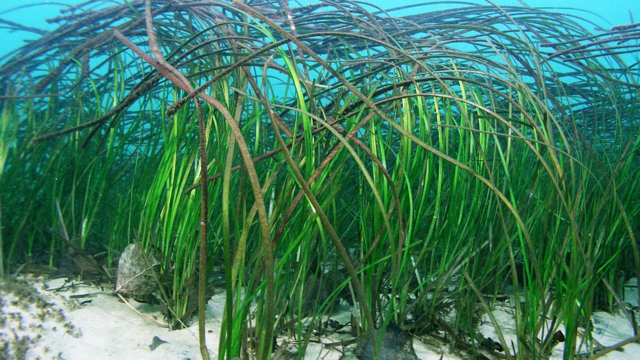 zostera marina