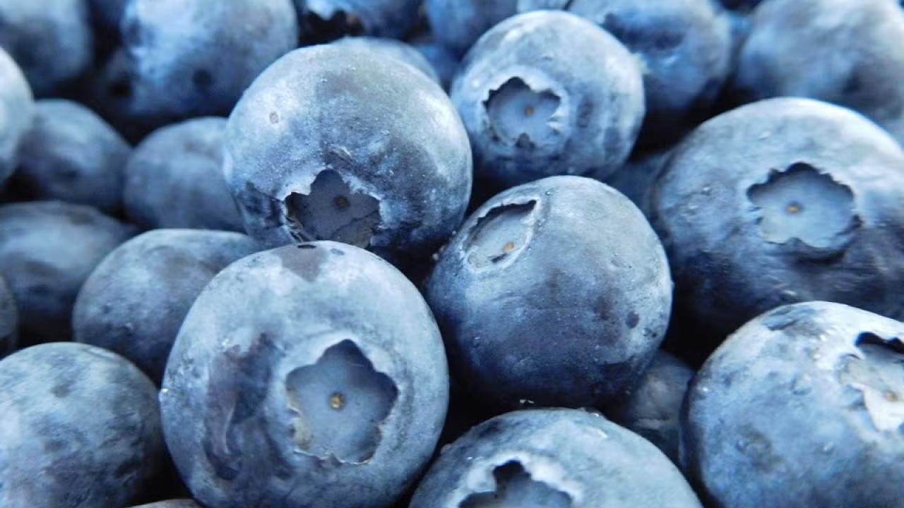 Blueberries and Breast Cancer Treatment | The Aggie Transcript